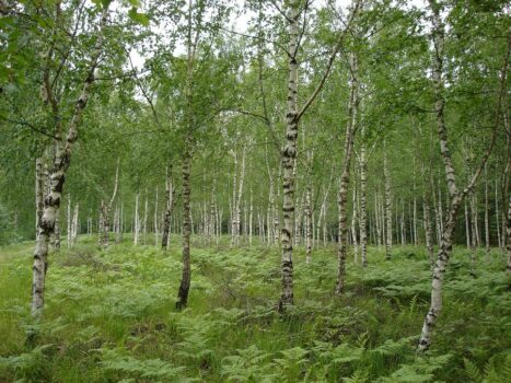 Visakoivu ja sen kasvatus – SIEMENESTÄ SORVIPUUKSI